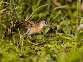 Yellow-breasted Crake - eBird