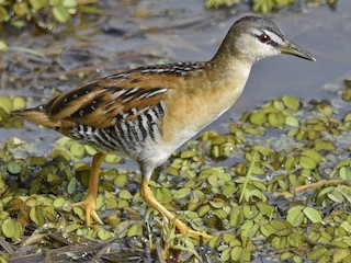 Yellow-breasted Crake - eBird