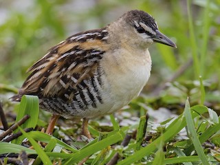 Yellow-breasted Crake - eBird