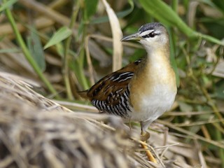 Yellow-breasted Crake - eBird