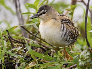 Yellow-breasted Crake - eBird