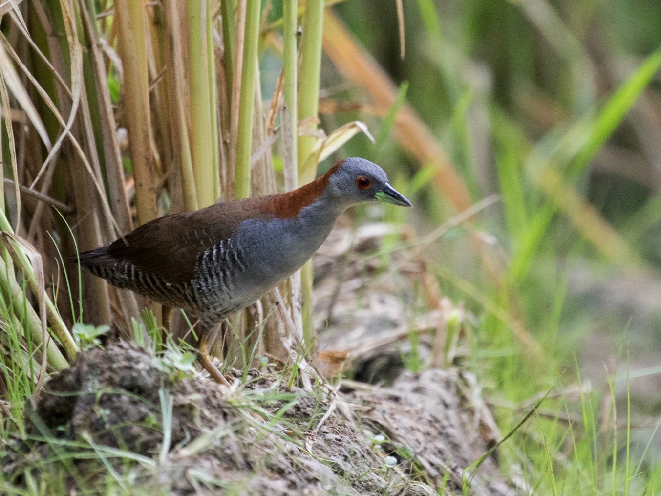 Gray-breasted Crake - eBird
