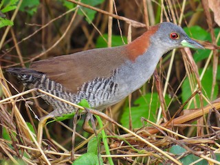 Gray-breasted Crake - eBird
