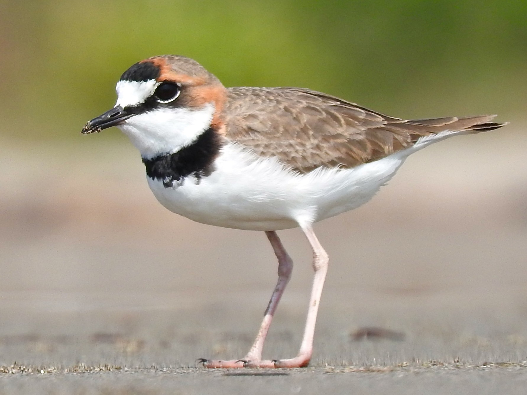 Collared Plover - eBird