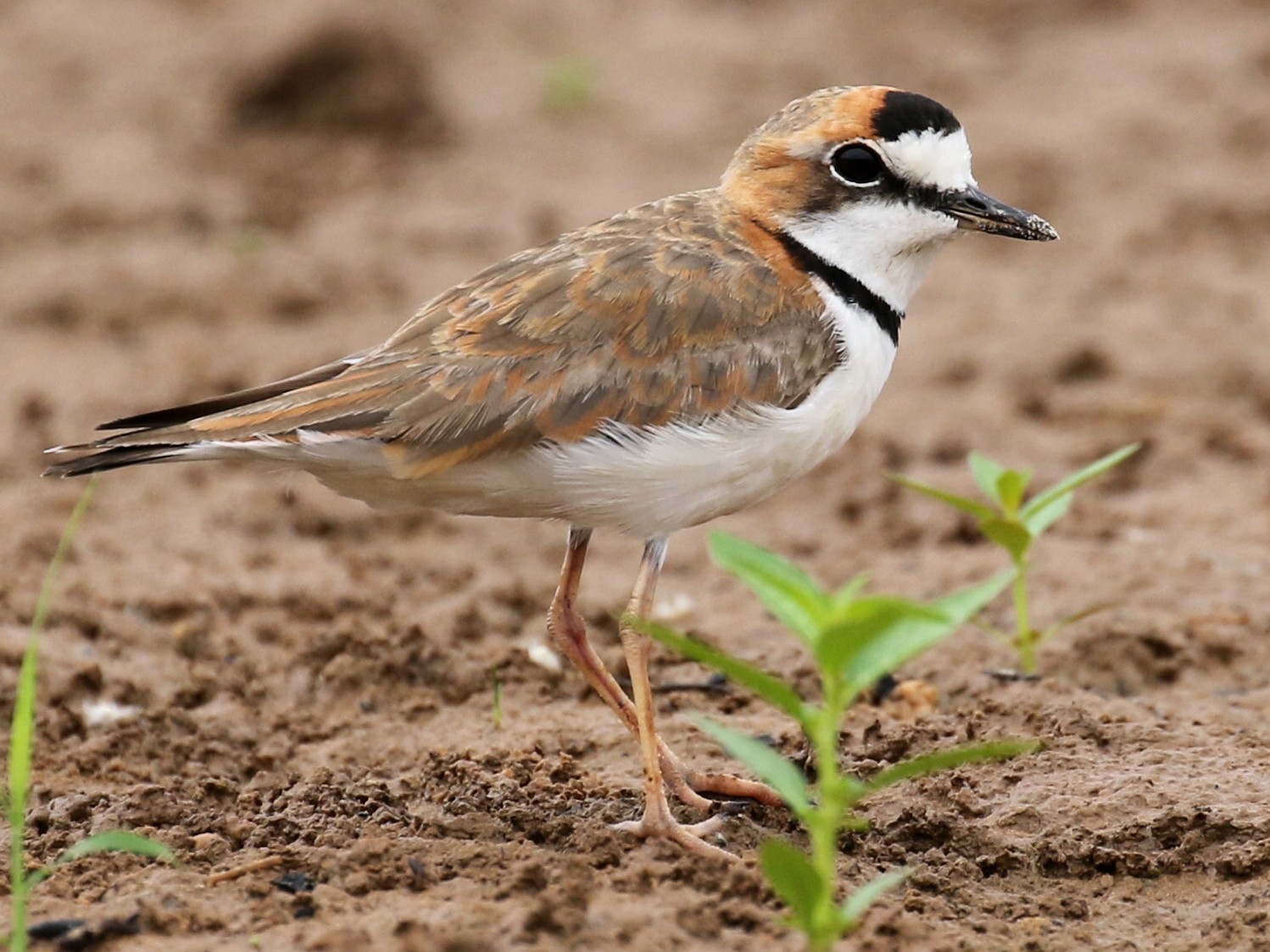 Collared Plover - eBird