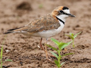 Collared Plover - eBird