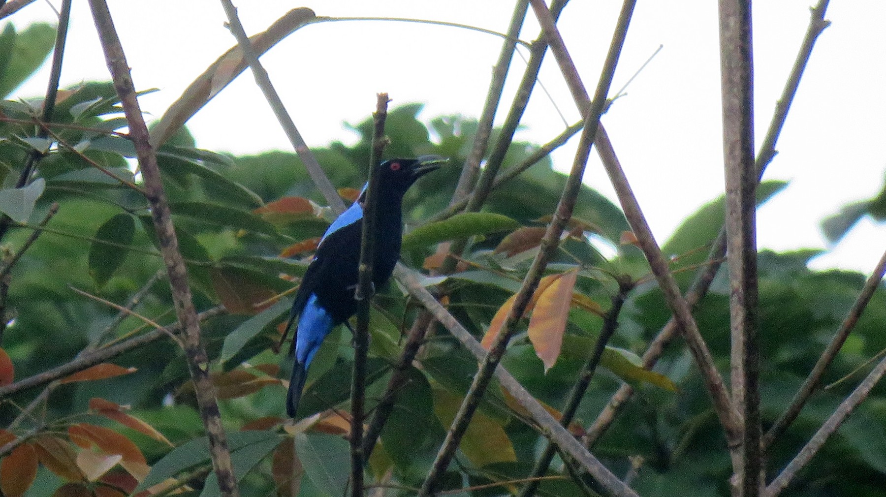 Asian Fairy-bluebird (Palawan) - eBird