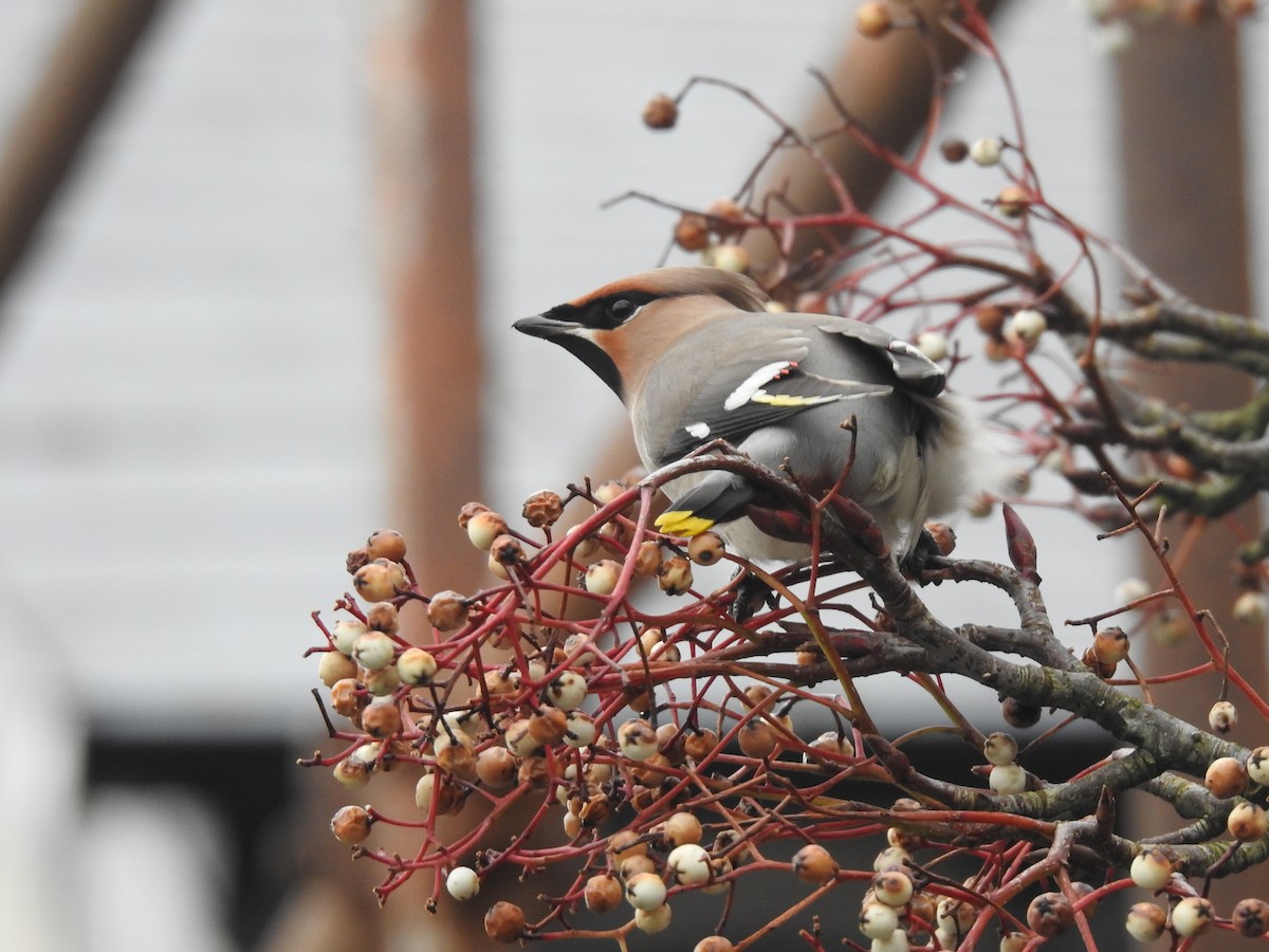 eBird Checklist - 23 Feb 2020 - Kendal (Windermere Road) - 9 species