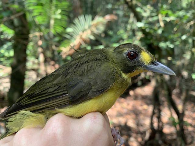 Photos - Yellow-lored Bristlebill - Bleda notatus - Birds of the World