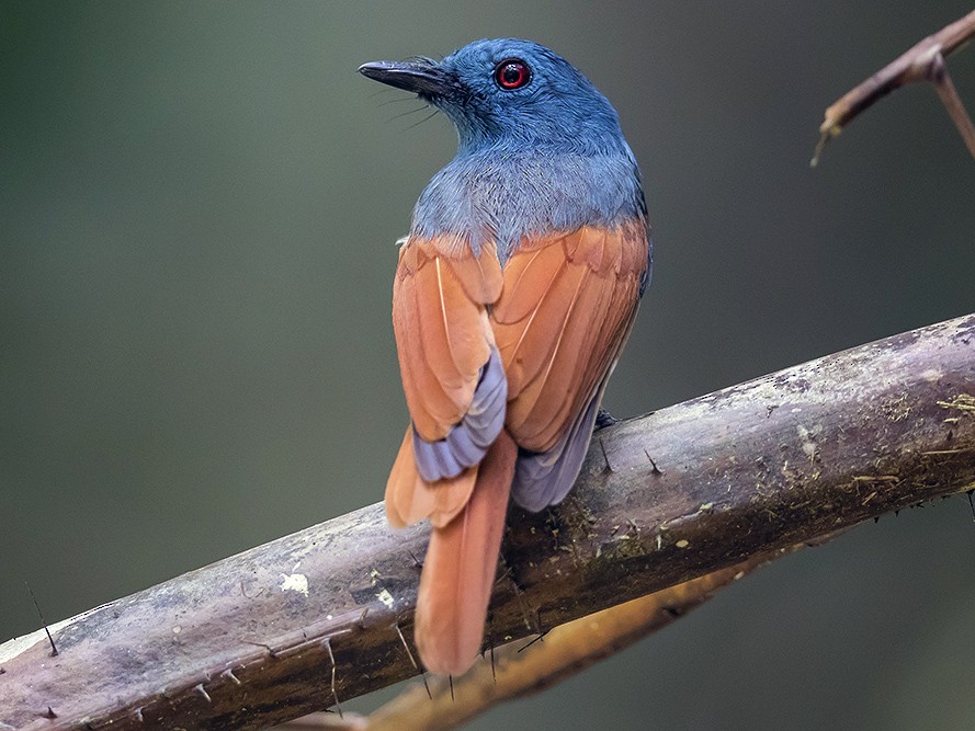 Rufous-winged Philentoma - eBird