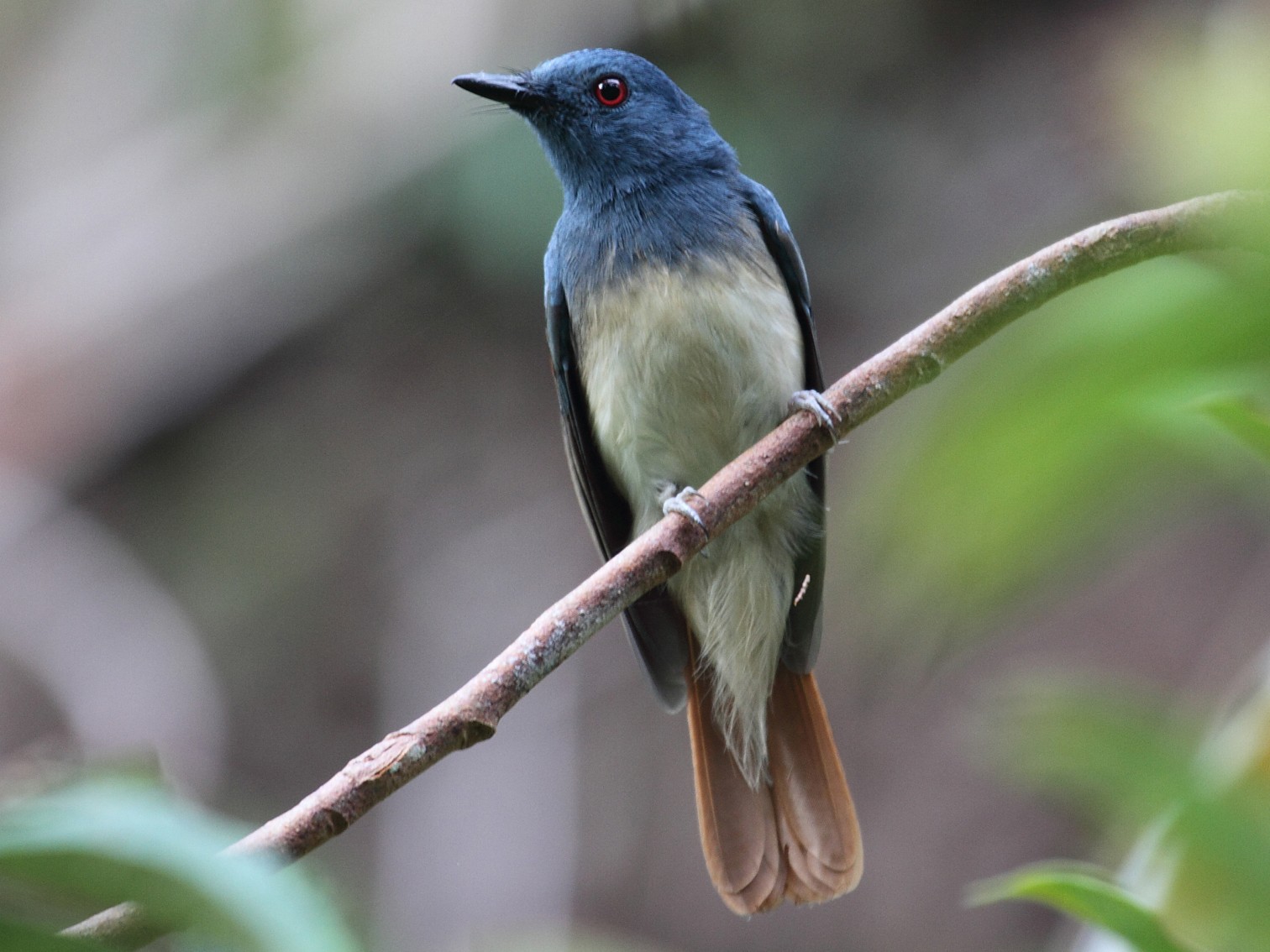 Rufous-winged Philentoma - eBird