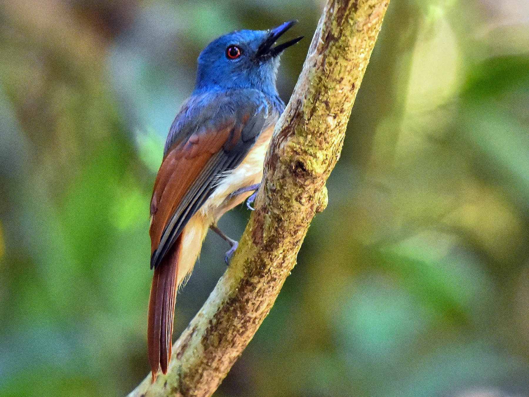 Rufous-winged Philentoma - eBird
