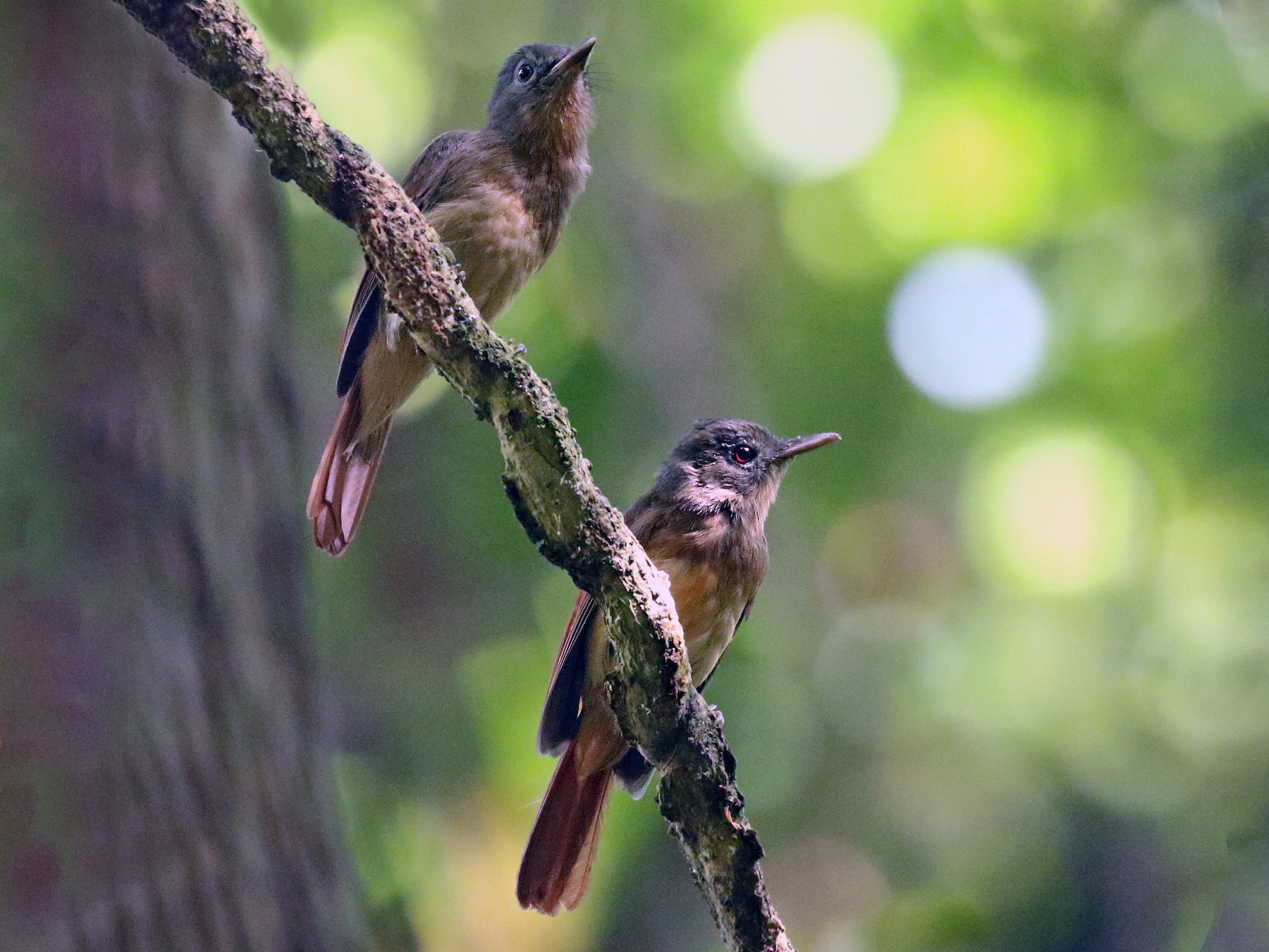 Rufous-winged Philentoma - eBird
