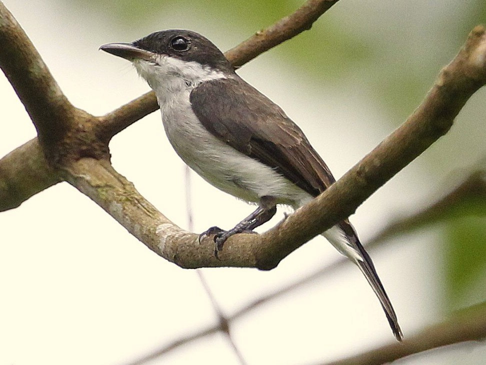 Black-winged Flycatcher-shrike - eBird
