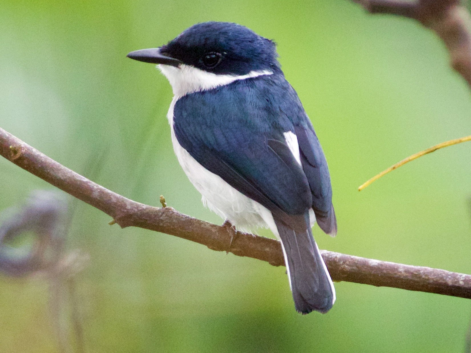 Black-winged Flycatcher-shrike - eBird