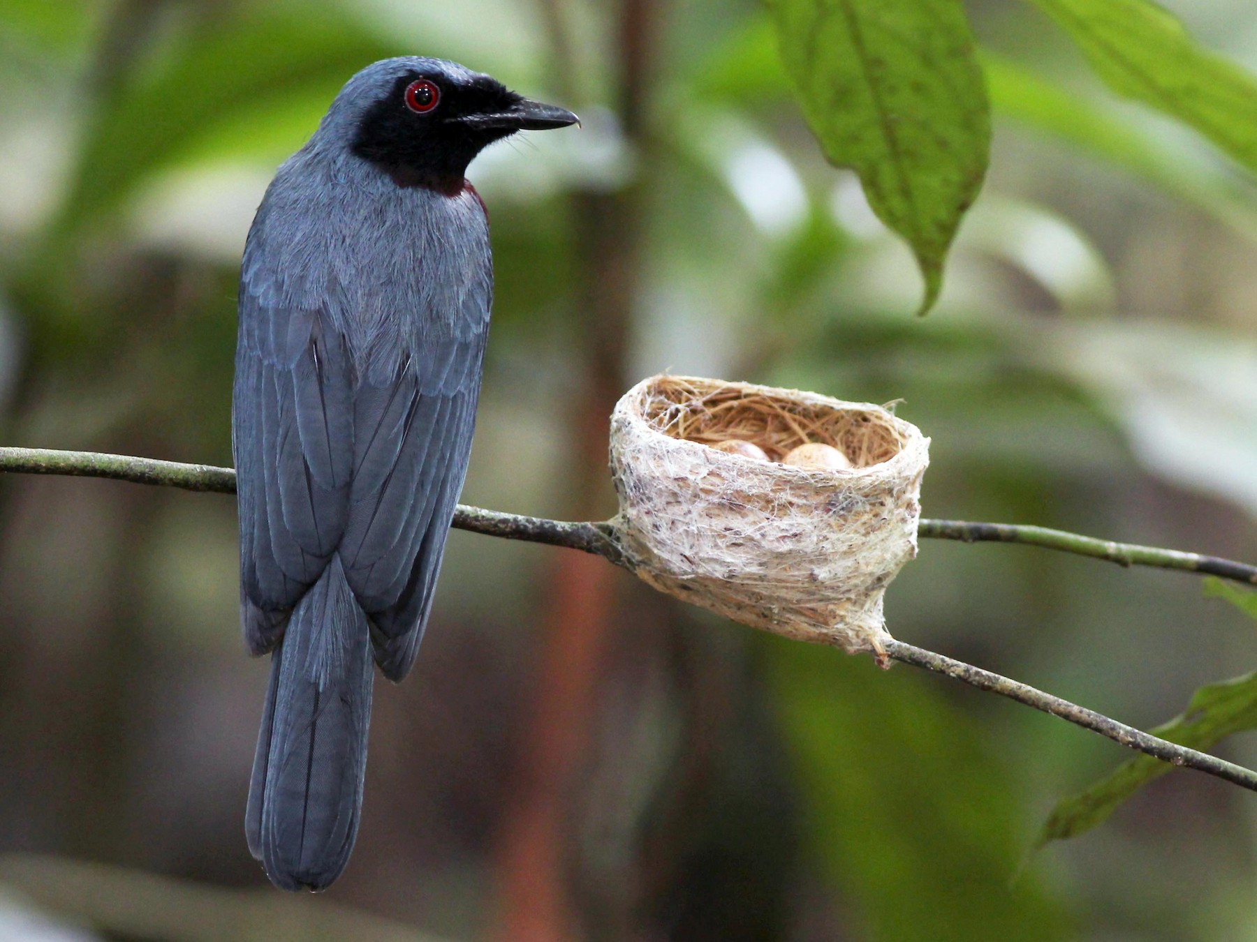 Maroon-breasted Philentoma - eBird