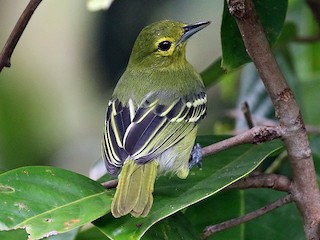 Green Iora - eBird
