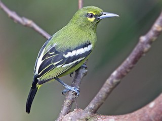 Green Iora - eBird