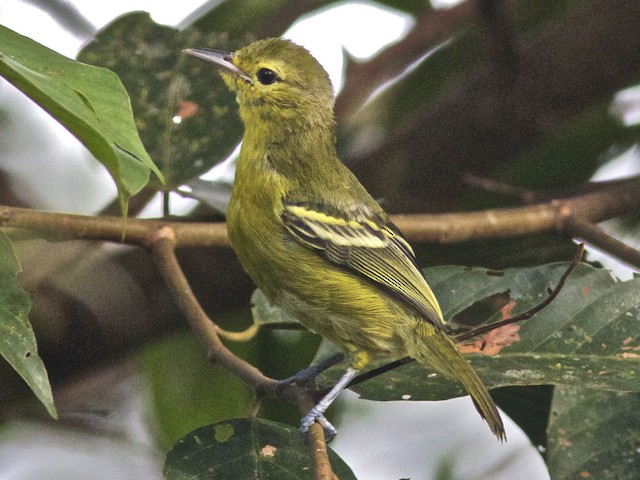 Photos - Green Iora - Aegithina viridissima - Birds of the World