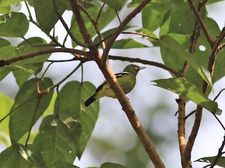 Green Iora - eBird