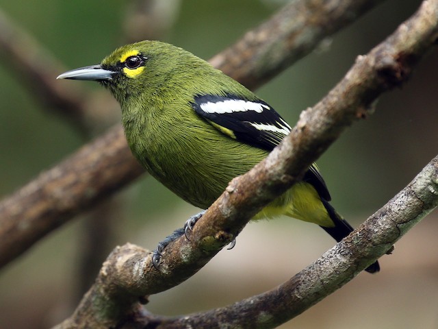 Photos - Green Iora - Aegithina viridissima - Birds of the World