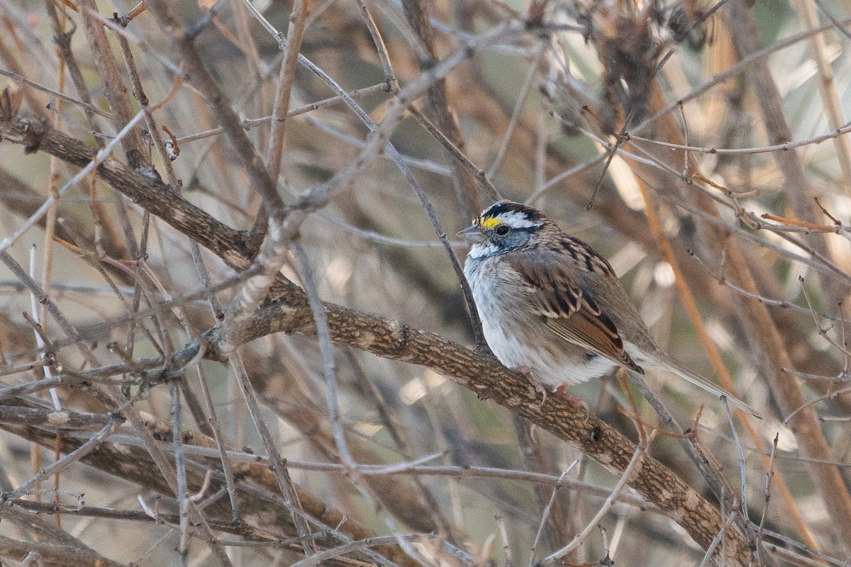 eBird Checklist - 9 Apr 2020 - Turnagain Neighborhood - 11 species
