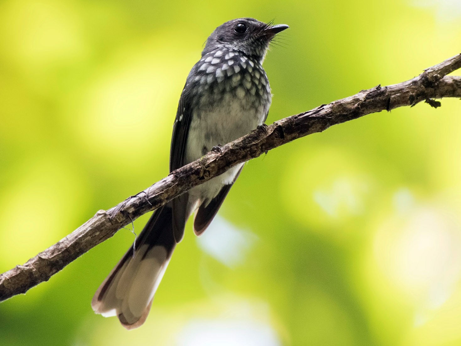 Spotted Fantail - eBird