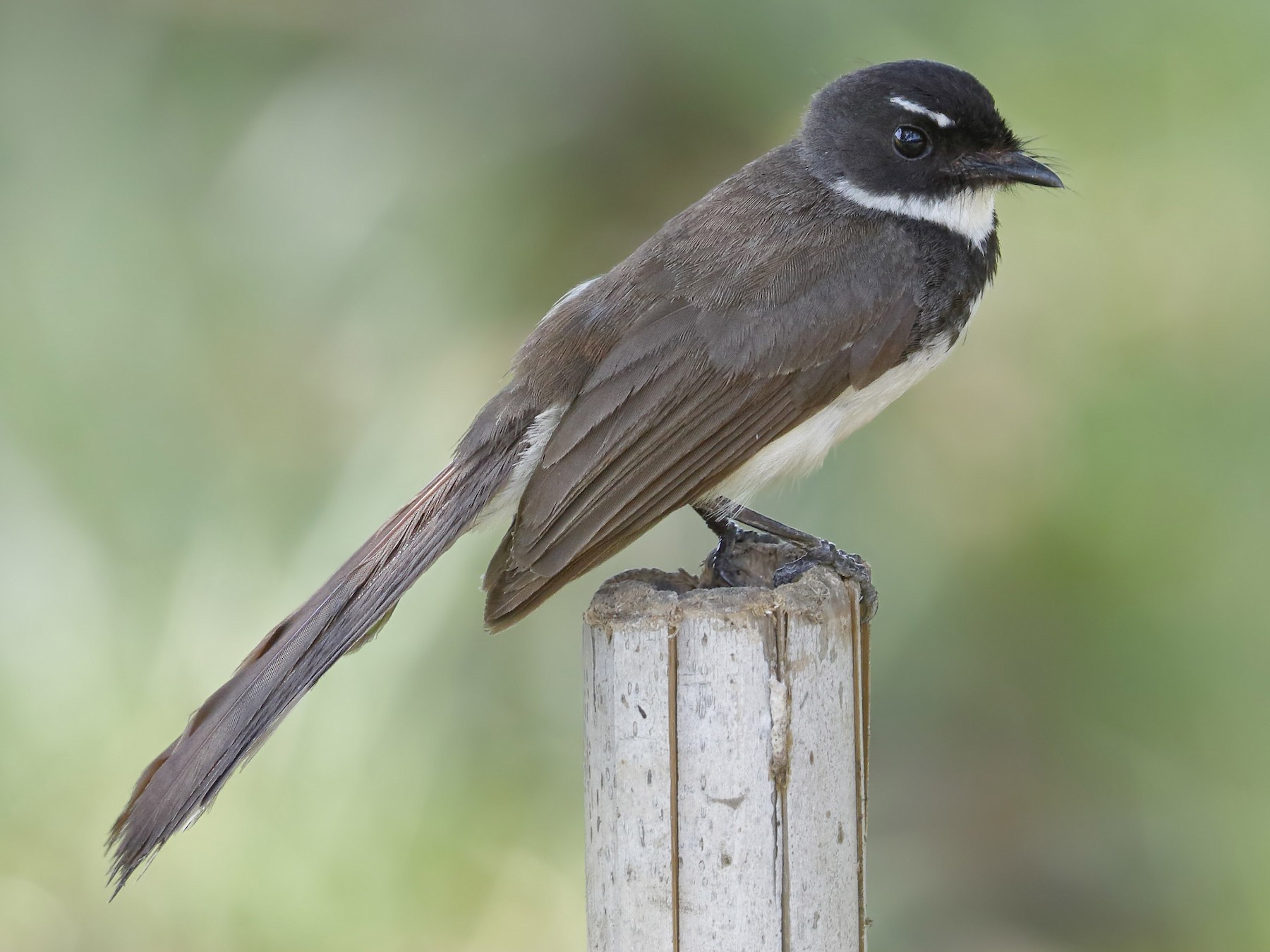 Malaysian Pied-Fantail - eBird