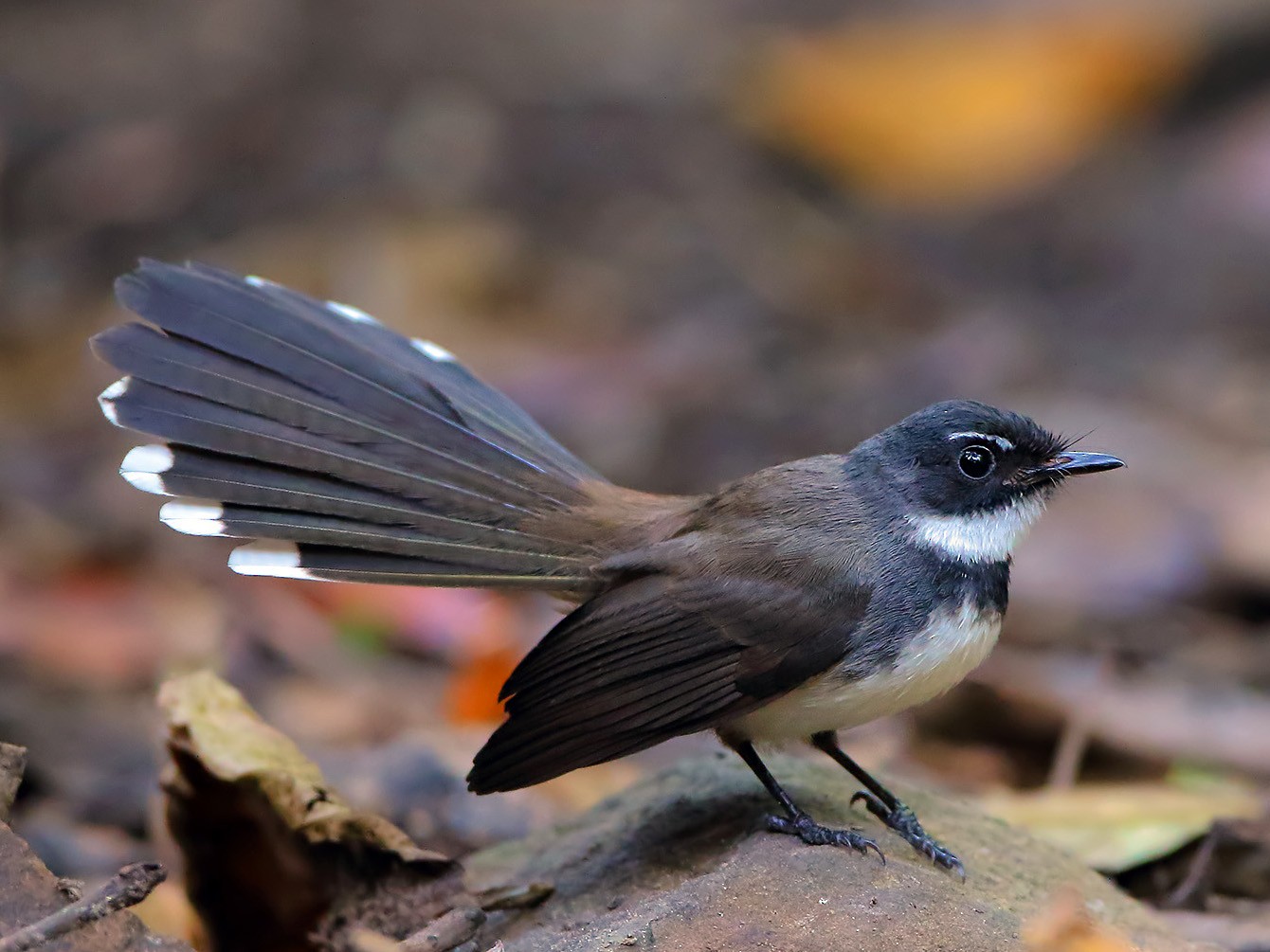 Malaysian Pied-Fantail - eBird