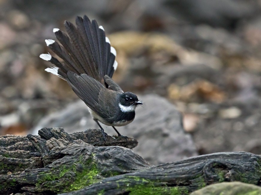 Malaysian Pied-Fantail - eBird