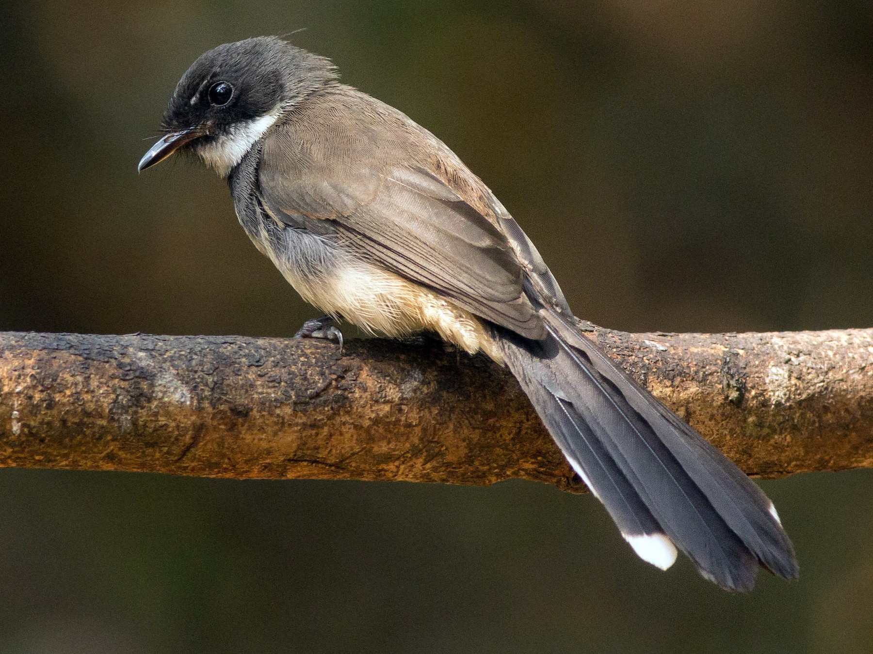 Malaysian Pied-Fantail - eBird
