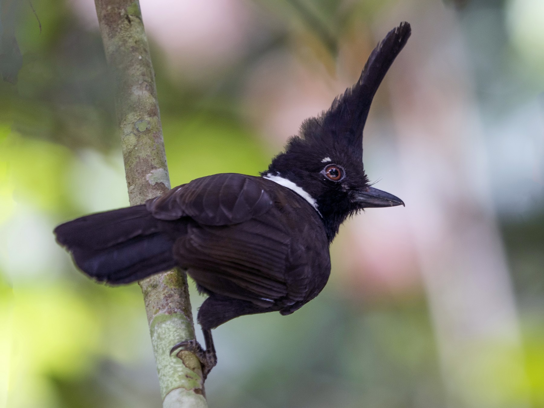 Crested Jayshrike - eBird