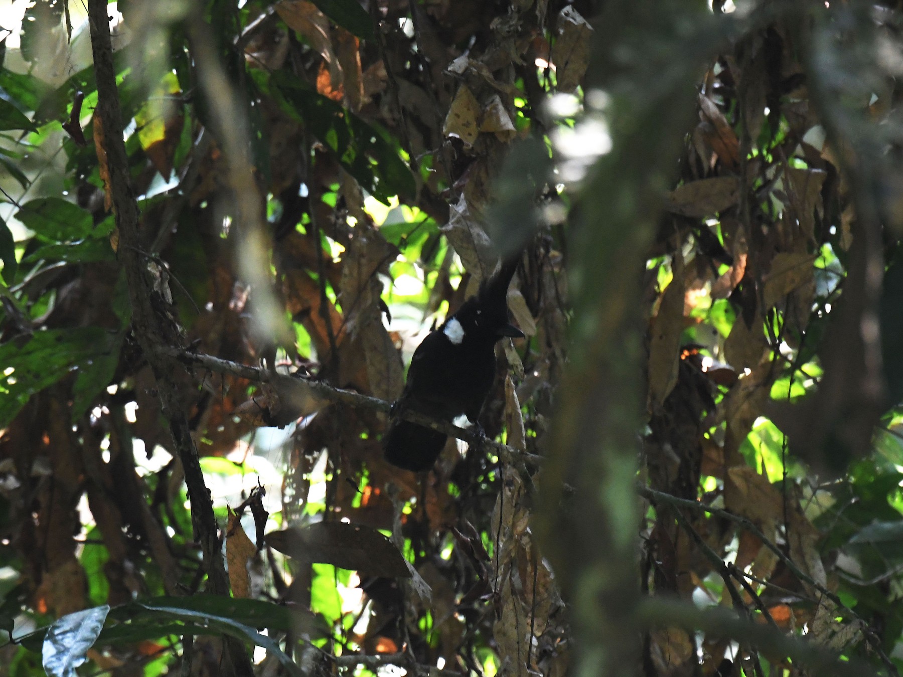 Crested Jayshrike - eBird