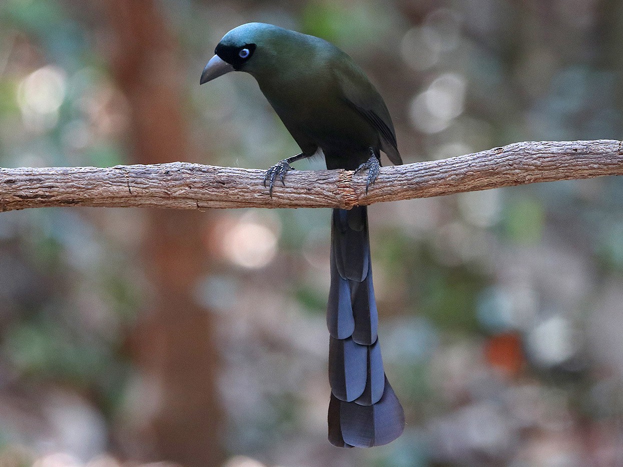 Racket-tailed Treepie - eBird