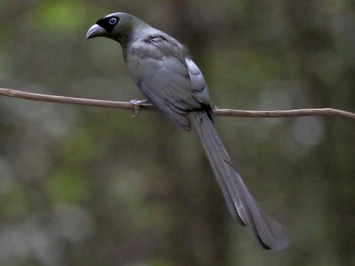 Racket-tailed Treepie - eBird