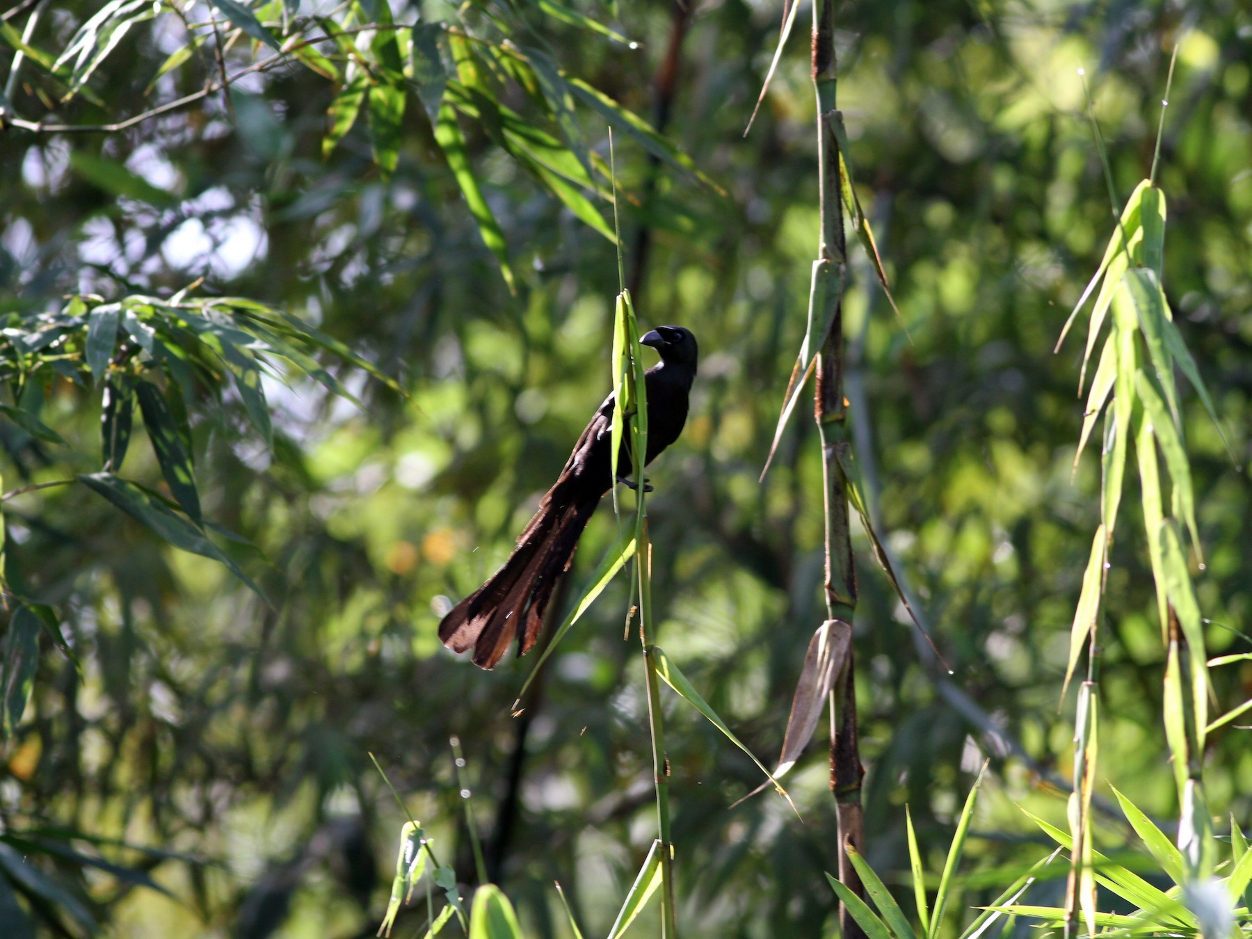 Racket-tailed Treepie - eBird