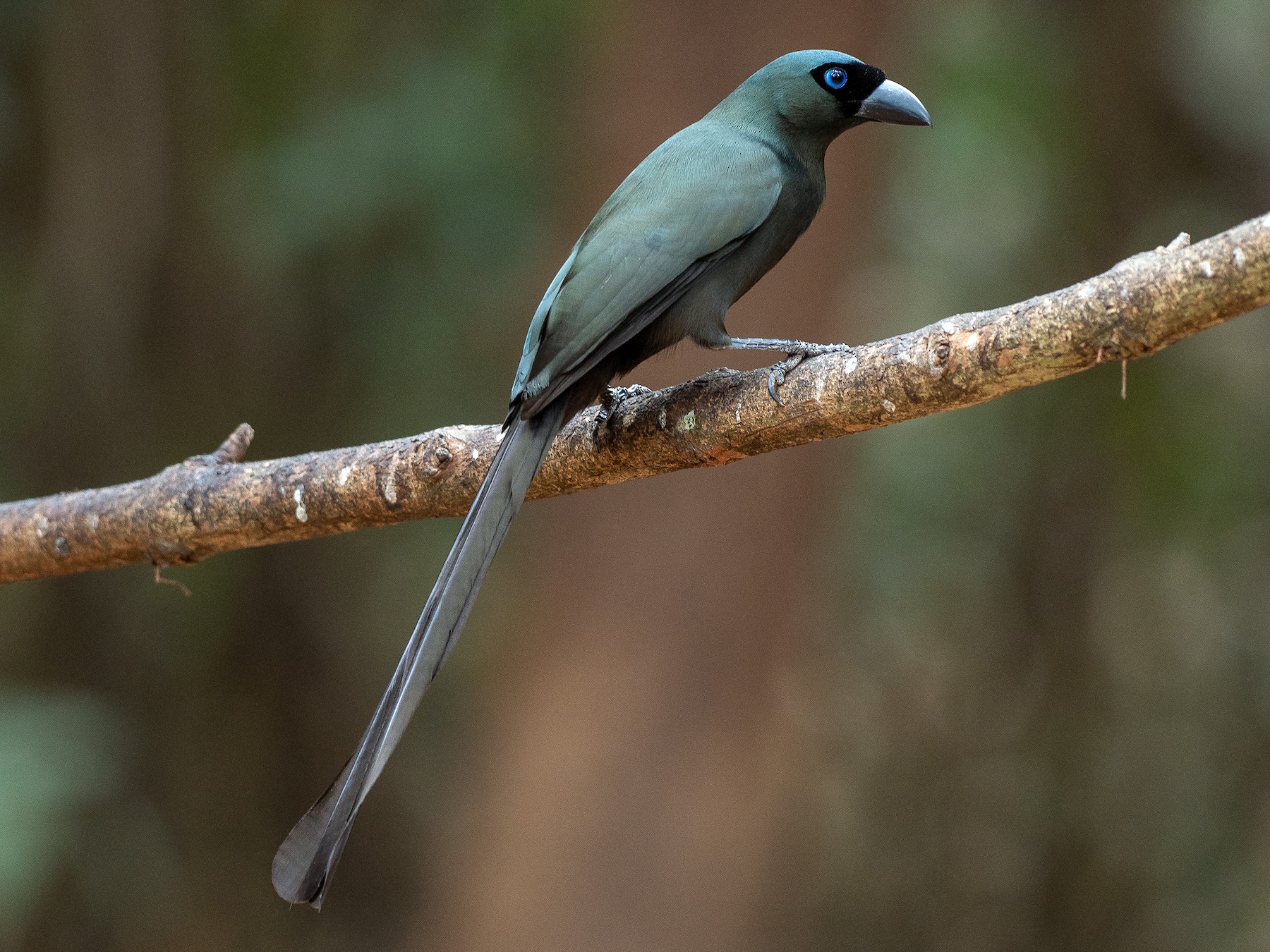 Racket-tailed Treepie - eBird
