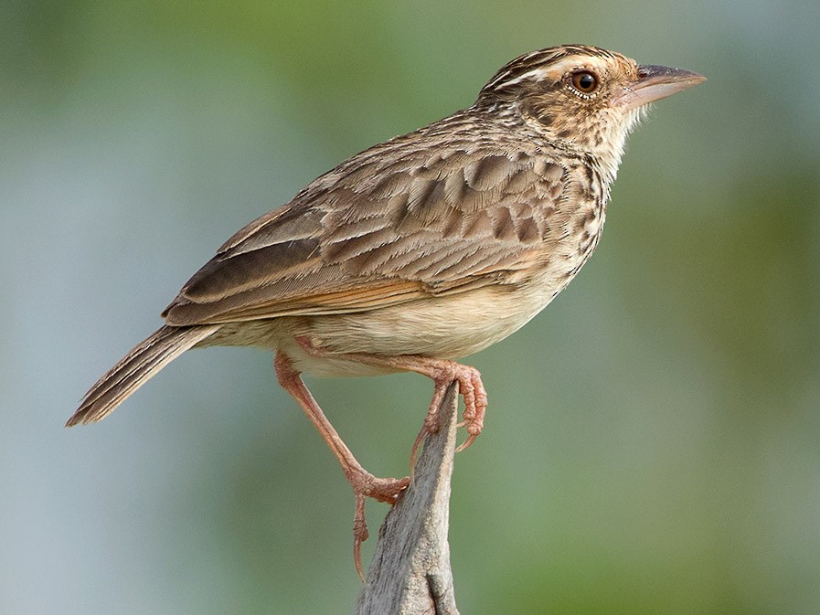 Indochinese Bushlark - eBird