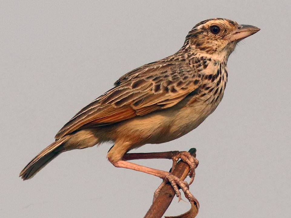 Indochinese Bushlark - eBird