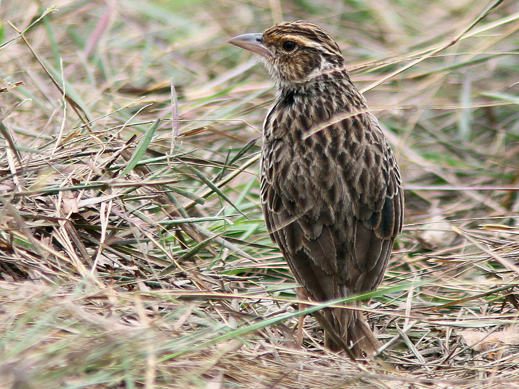 Indochinese Bush Lark - eBird