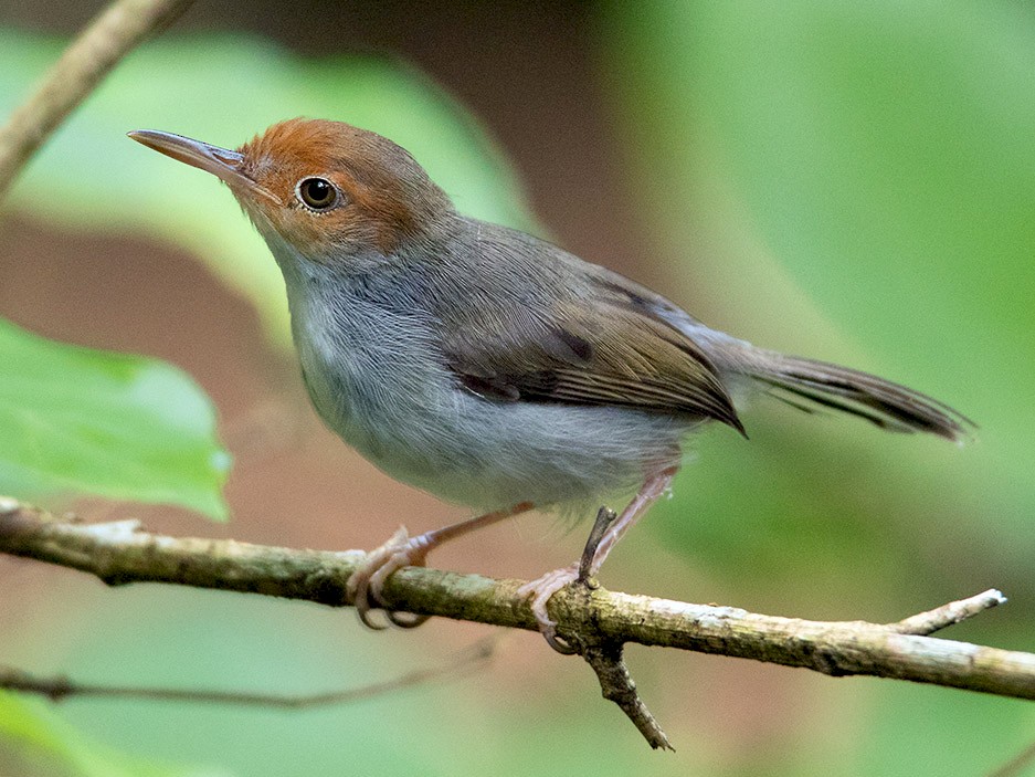 Ashy Tailorbird - eBird