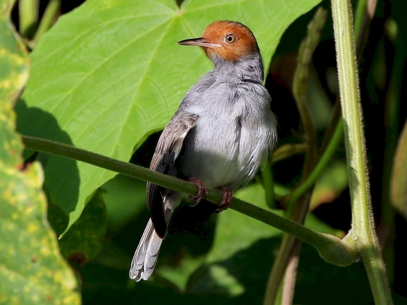 Ashy Tailorbird - eBird