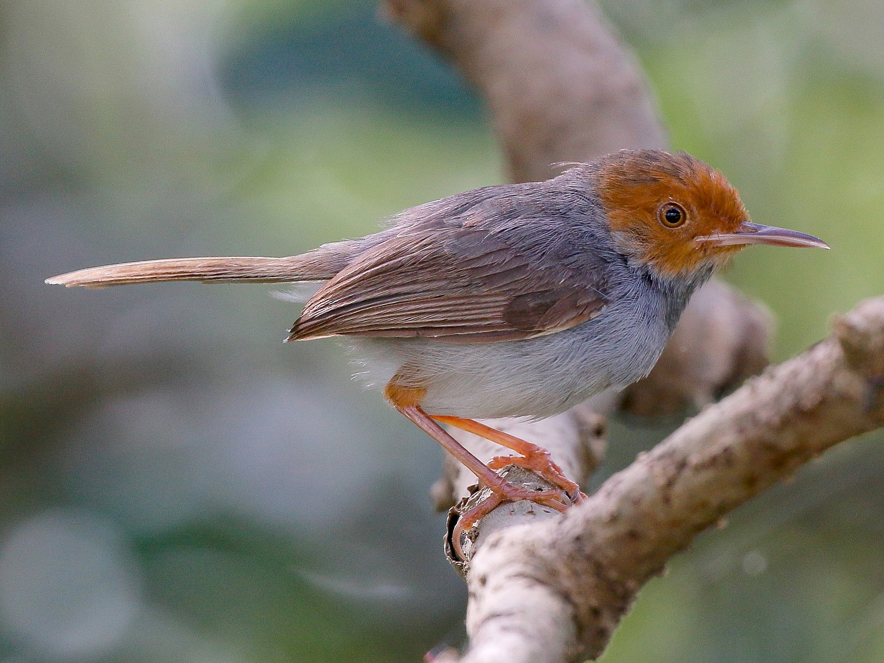 Ashy Tailorbird - eBird