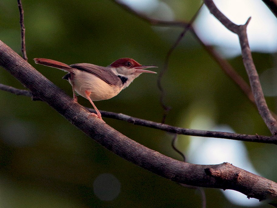 Rufous-tailed Tailorbird - eBird