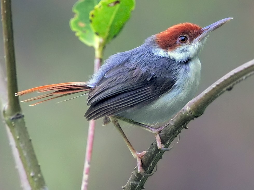 Rufous-tailed Tailorbird - eBird