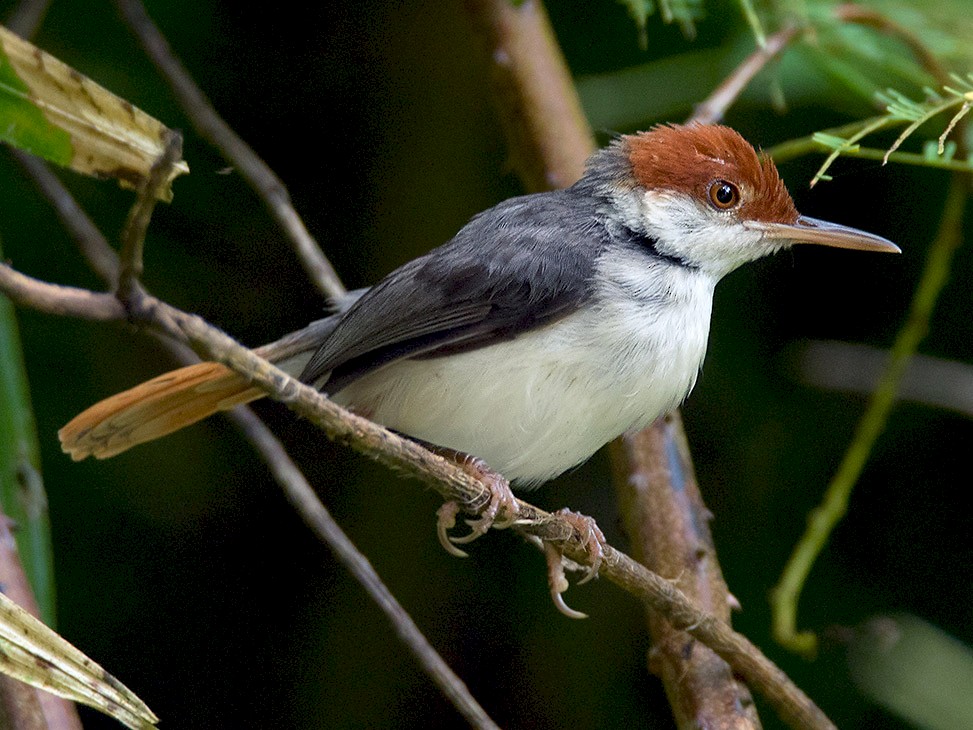 Rufous-tailed Tailorbird - eBird