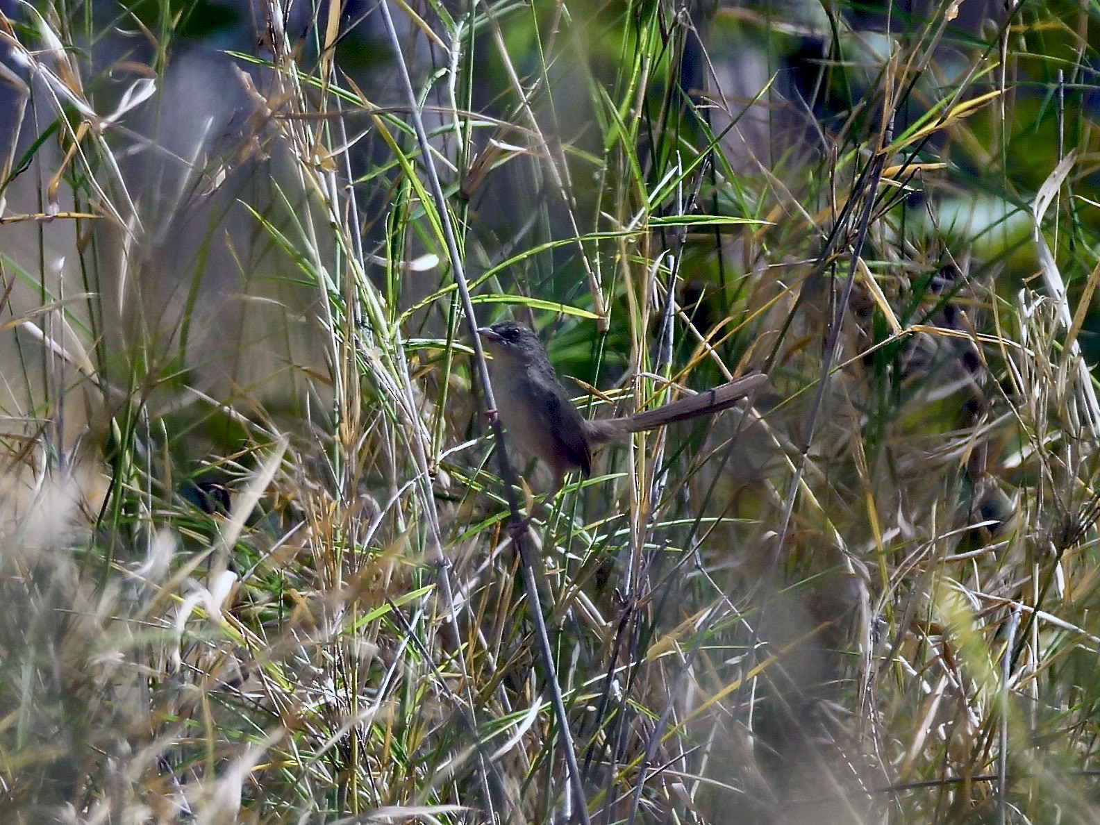 Brown Prinia - eBird