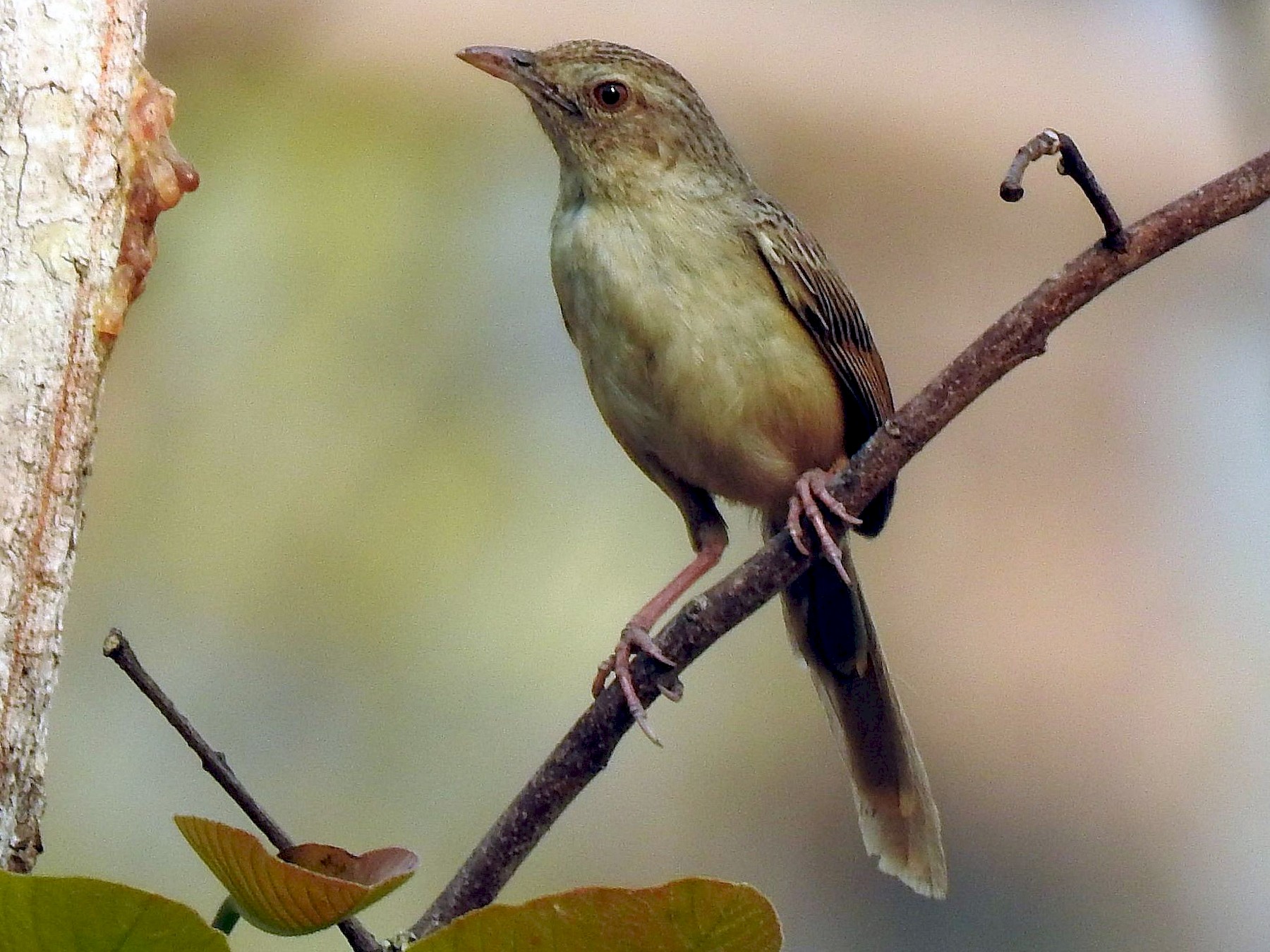 Brown Prinia - eBird