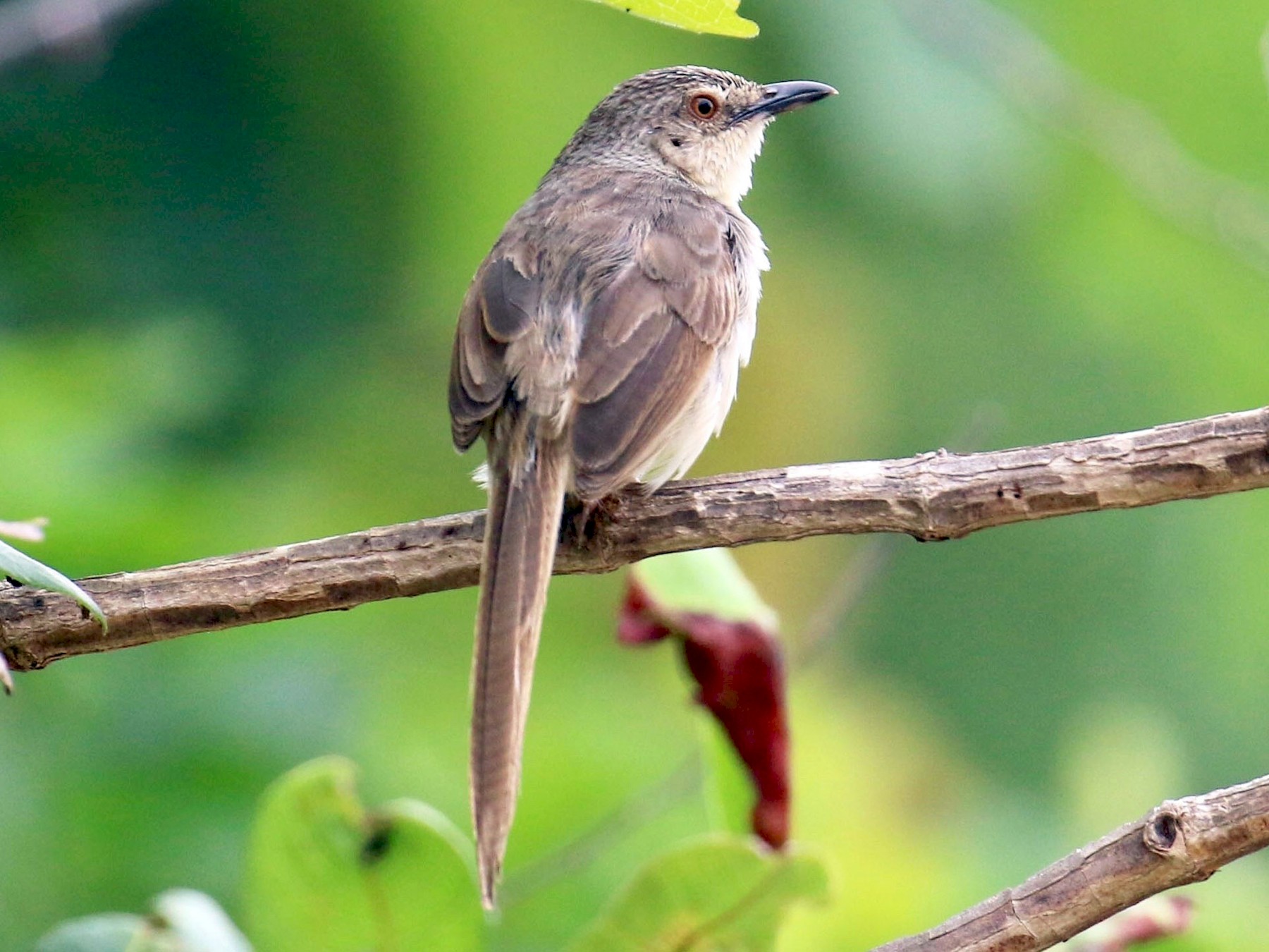Prinia Parda - eBird