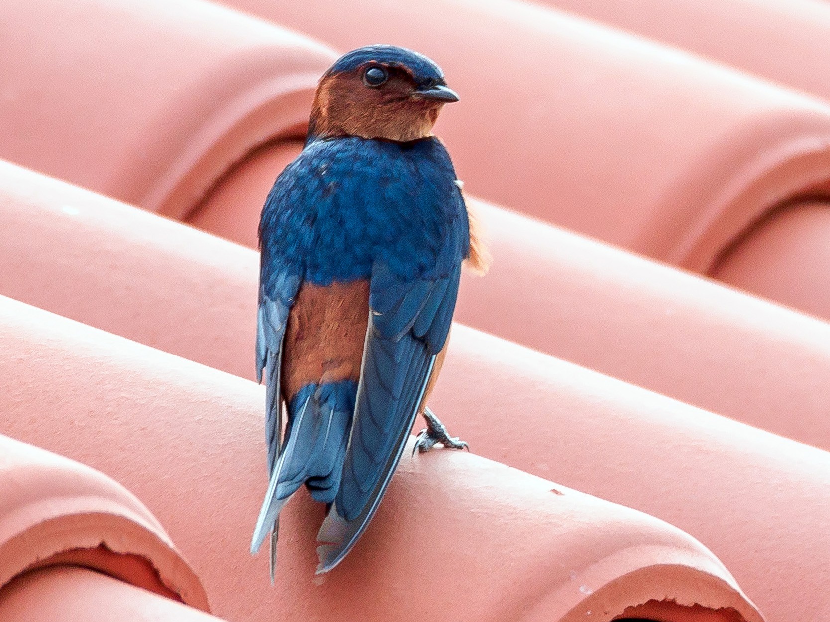 Rufous-bellied Swallow - eBird
